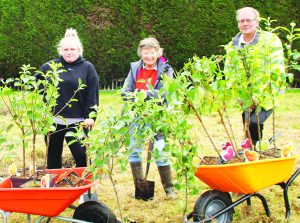 Tree-planting is defended amid ‘eyesore’ claim | Congleton Chronicle Series