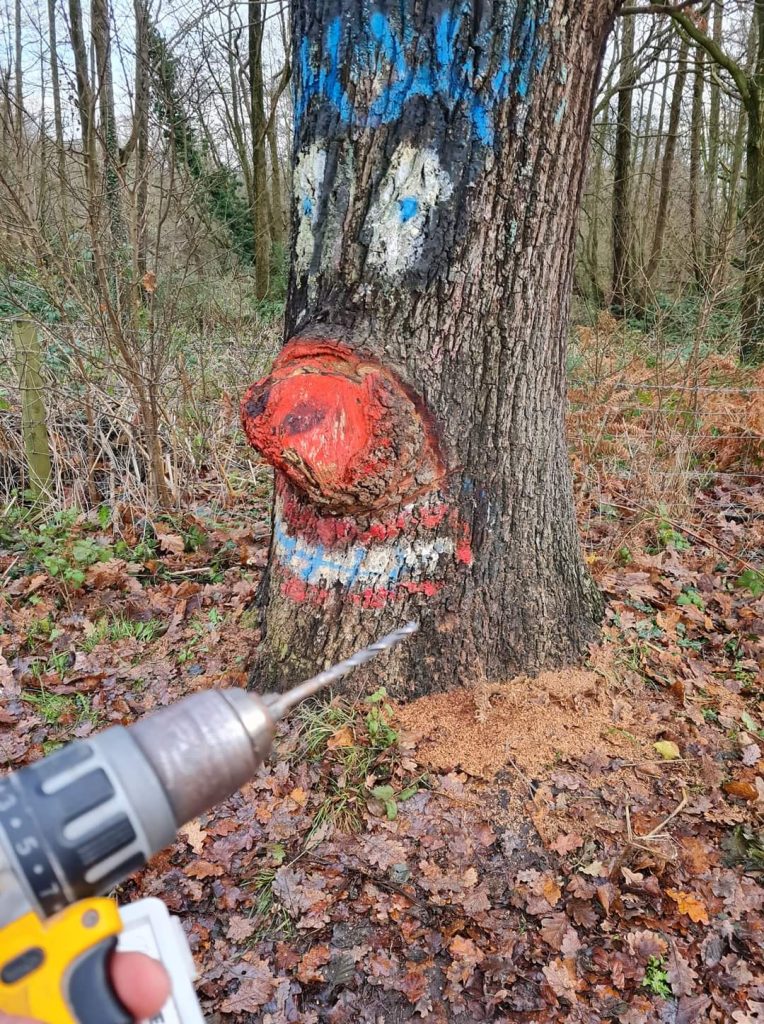 Iconic tree’s nose is fixed by ‘hero’ joiner | Congleton Chronicle Series