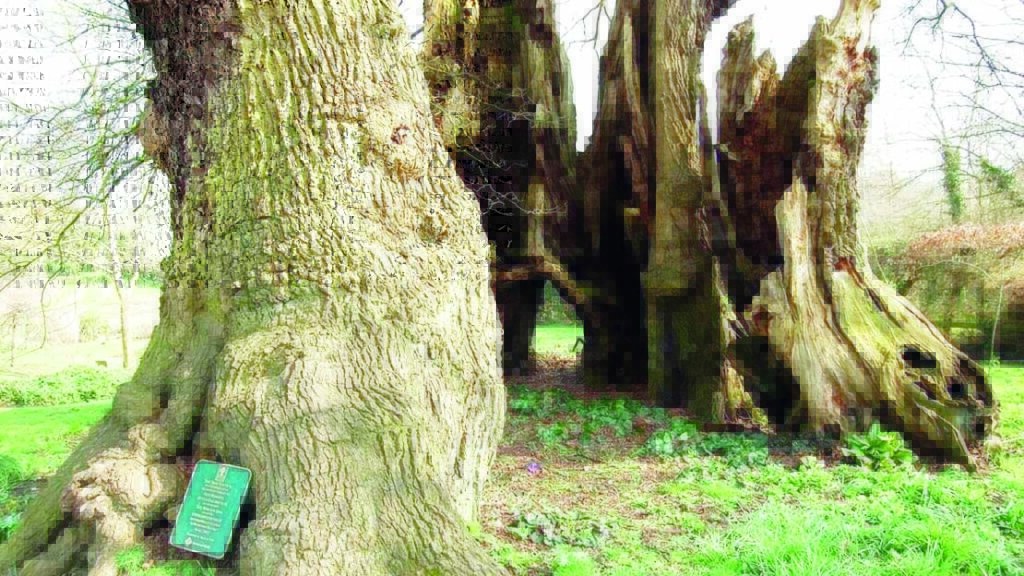 Local oak in running for tree of the year | Congleton Chronicle Series